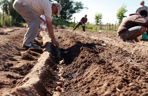 | Mendoza apuesta a producir azafránToma mate y avivate